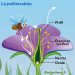 la pollinisation expliquée simplement – illustrascience